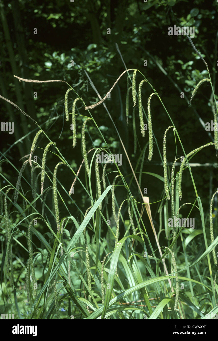 Pendulous Sedge Carex pendula Stock Photo - Alamy