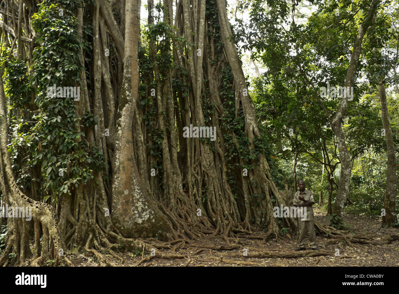 Roots of giant ficus tree, Boabeng-Fiema Monkey Sanctuary, Ghana Stock ...