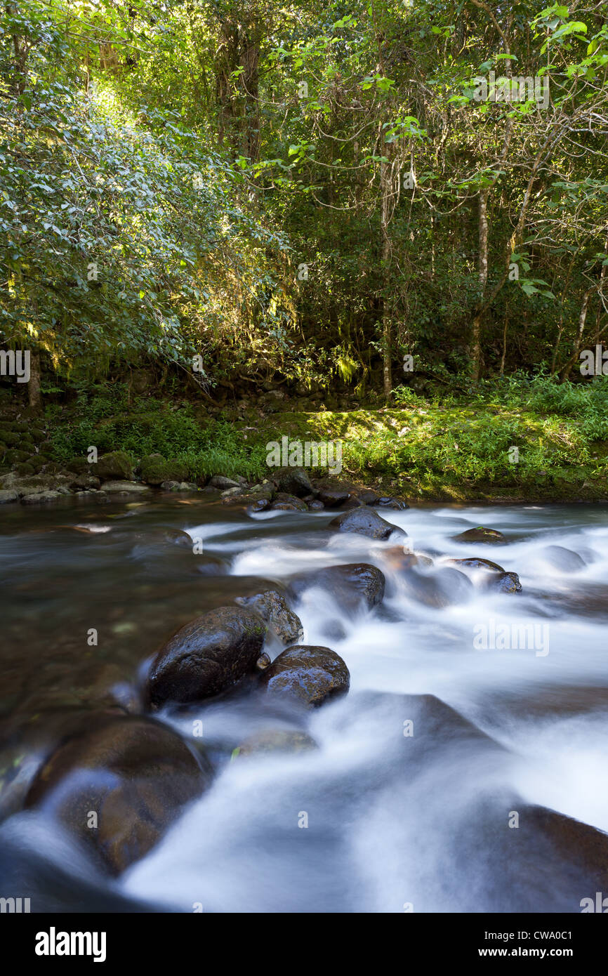 Temperate rainforest wales river hi-res stock photography and images ...