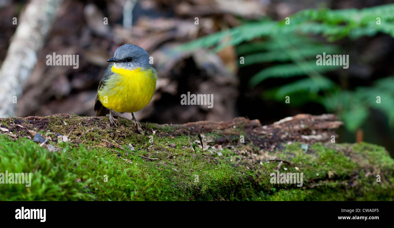 Eastern Yellow Robin, Eopsaltria australis, Australia Stock Photo - Alamy