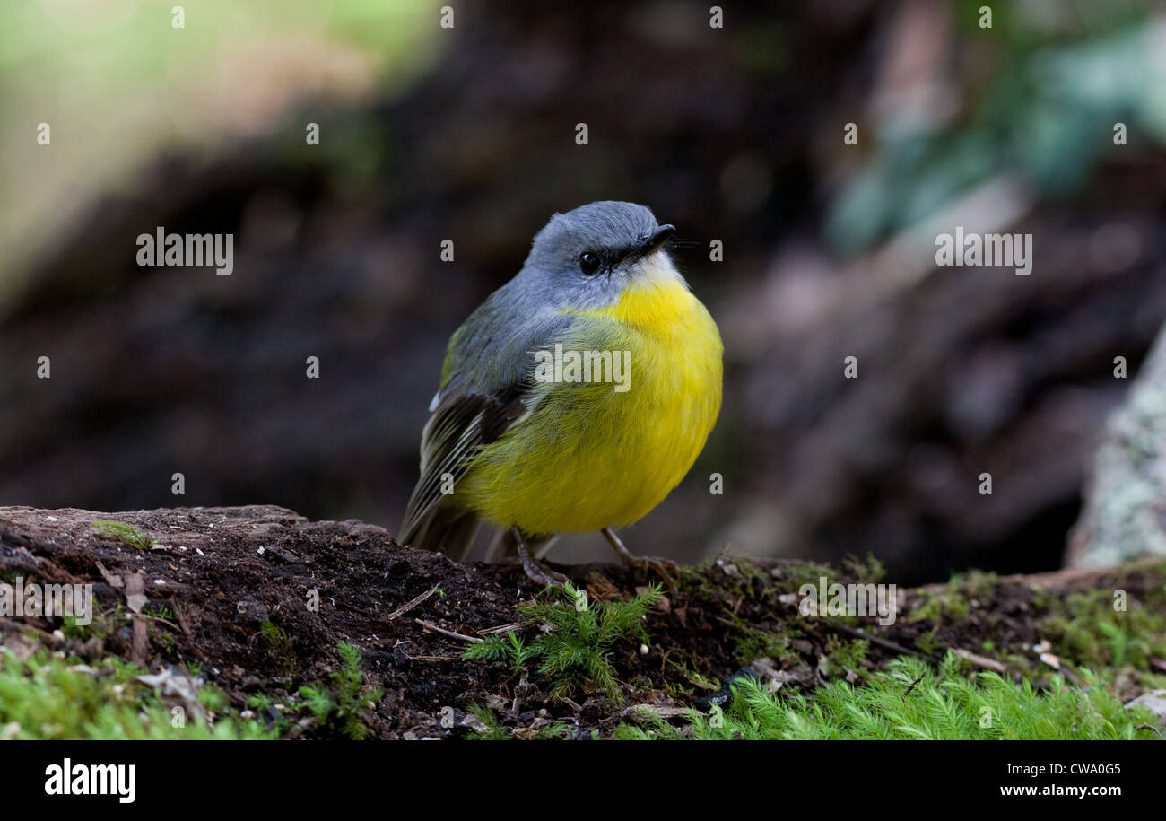 Eastern Yellow Robin, Eopsaltria australis, Australia Stock Photo - Alamy