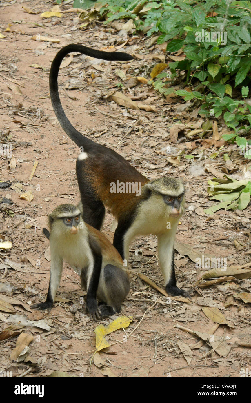 Mona monkeys at Tafi Atome, Ghana Stock Photo - Alamy
