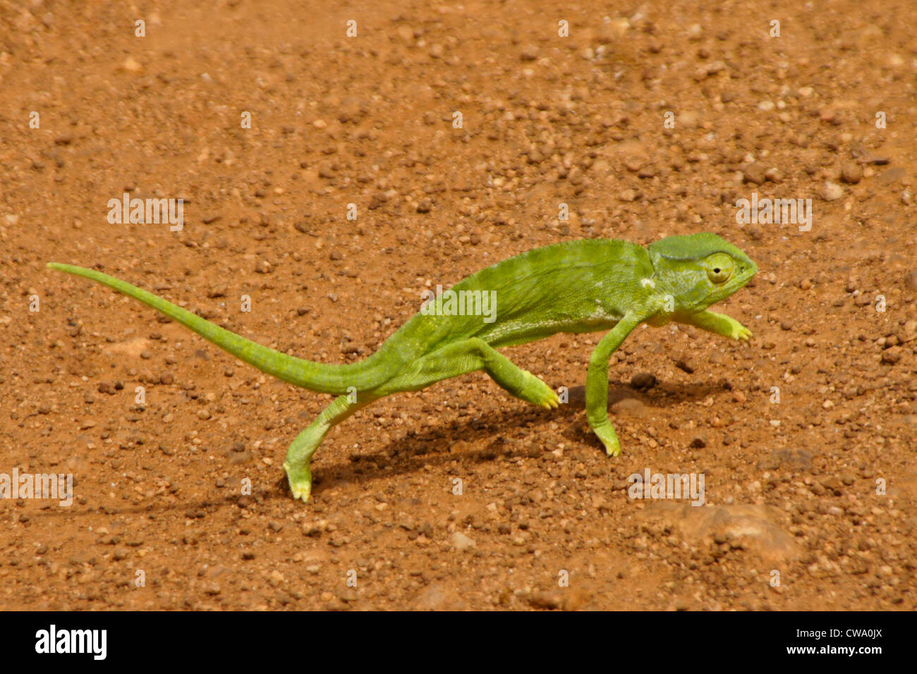West african chameleon hi-res stock photography and images - Alamy