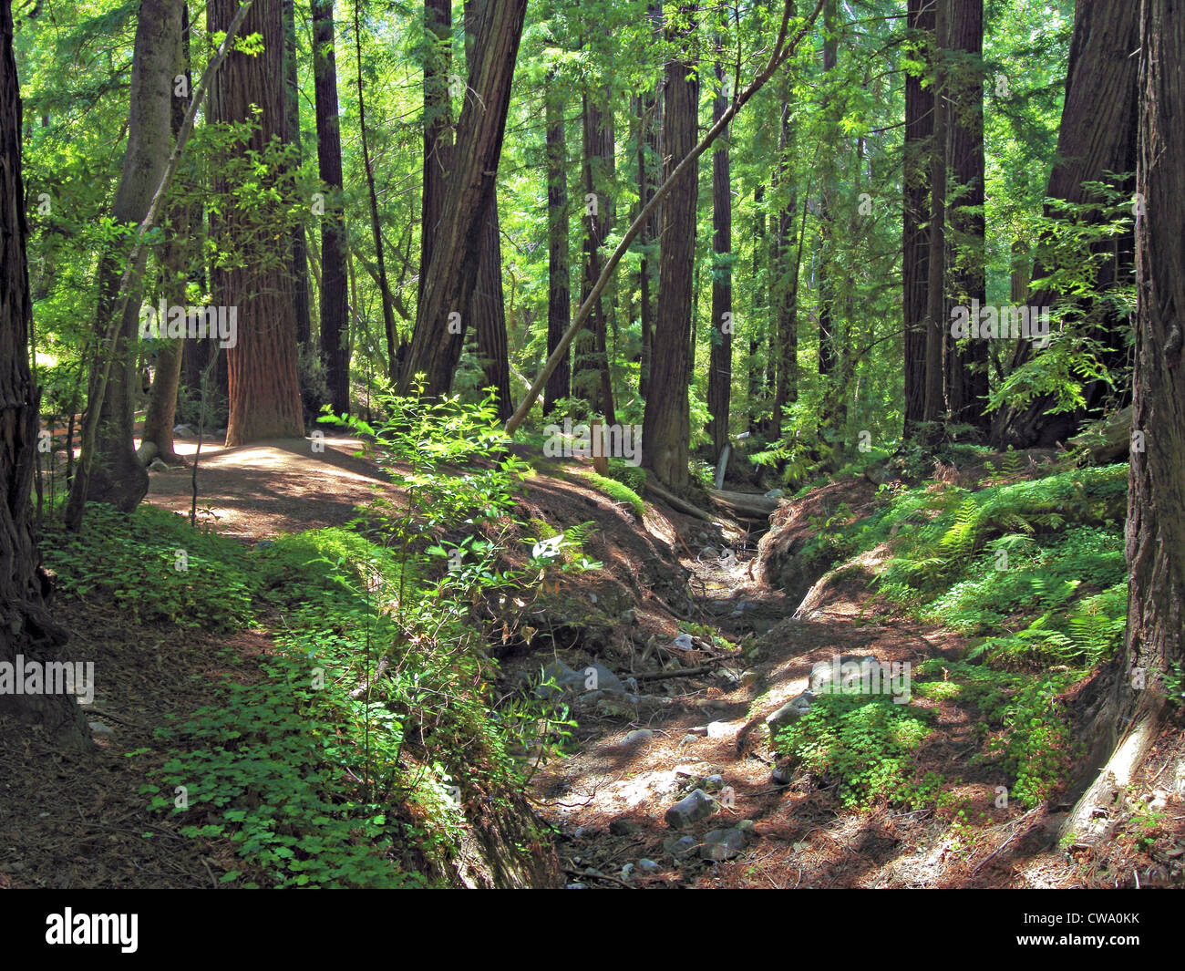 Green undergrowth under redwood trees in forest Stock Photo - Alamy