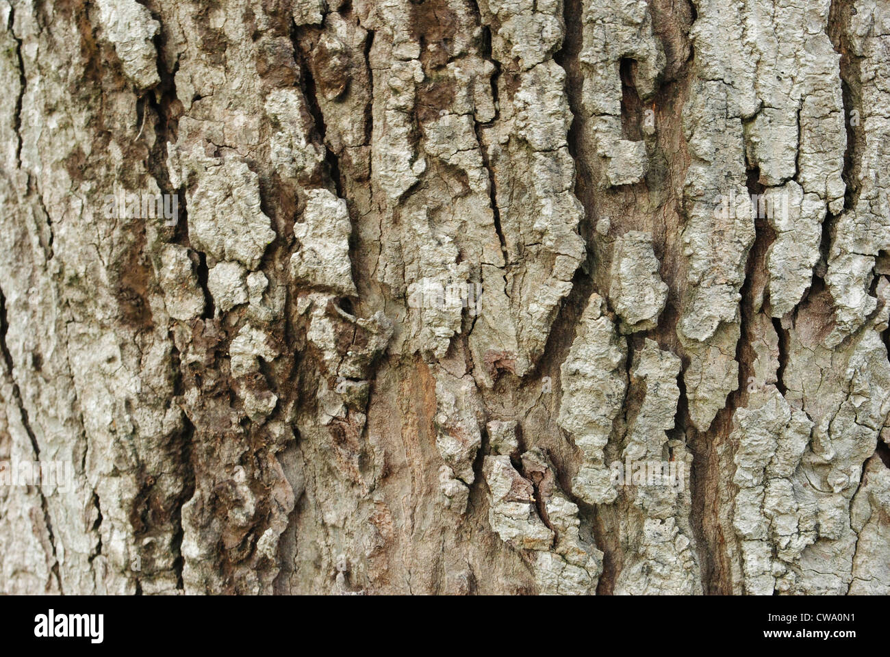 bark of tree texture Stock Photo - Alamy