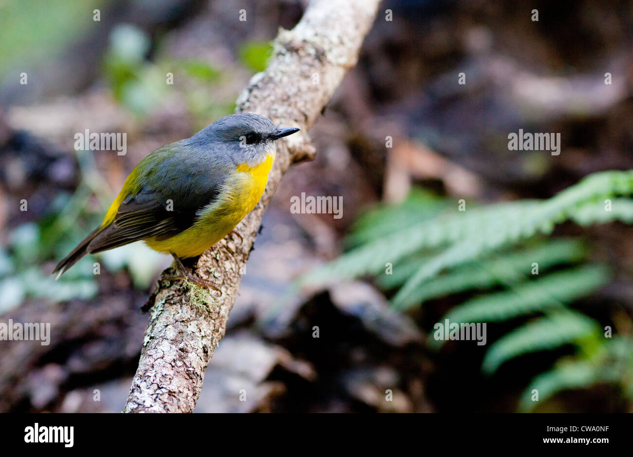 Eastern yellow robin hi-res stock photography and images - Alamy