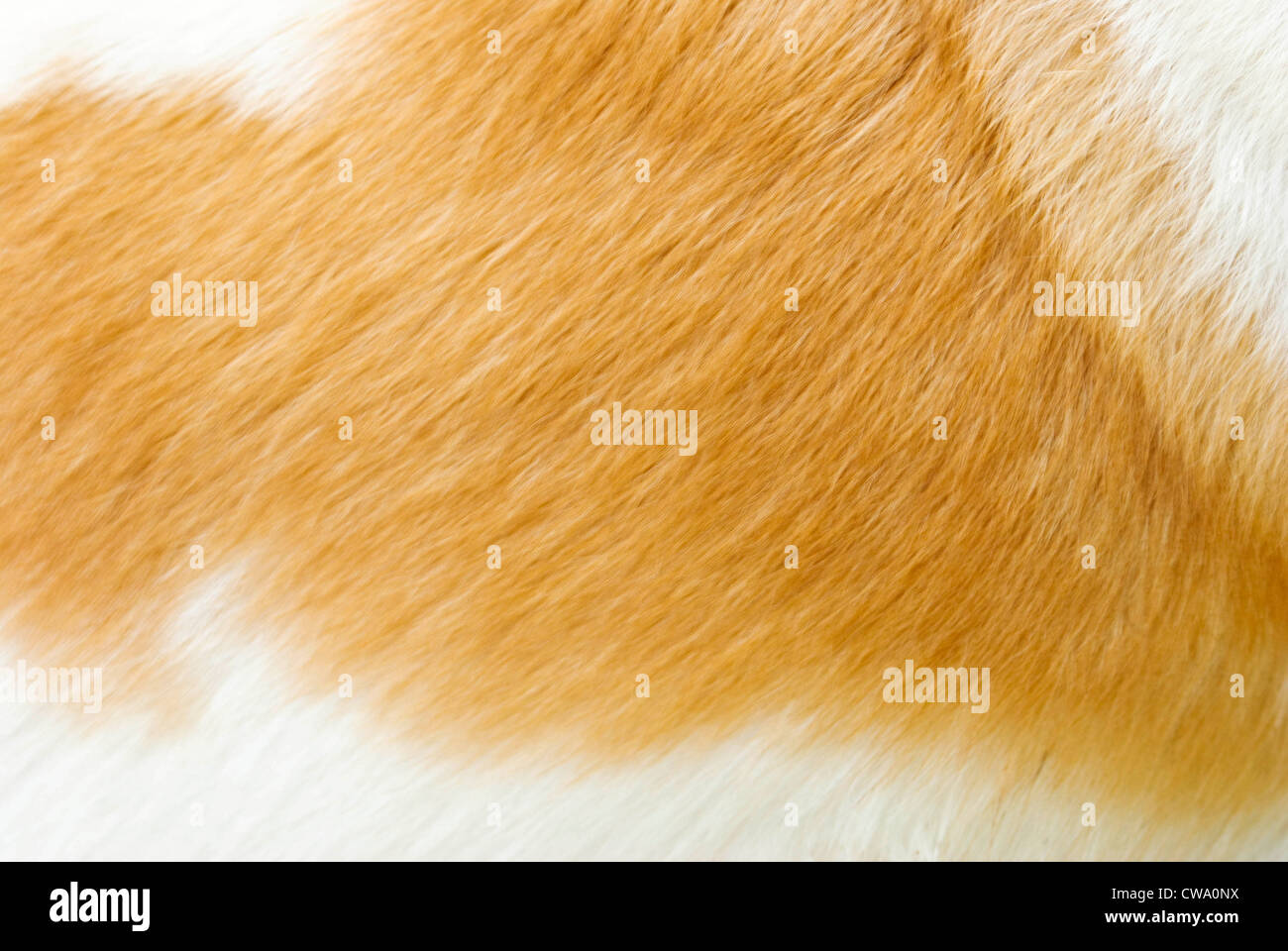 Closeup high definition image of textured dog hair Stock Photo - Alamy