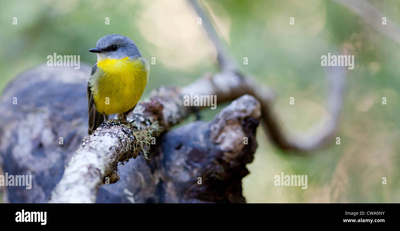 Australian robin hi-res stock photography and images - Alamy