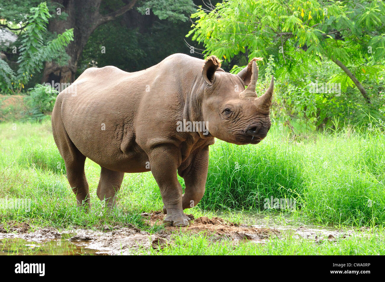 Megafauna extinction hi-res stock photography and images - Alamy
