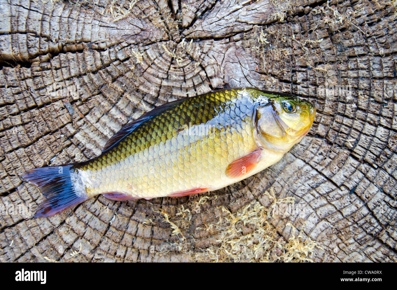 fresh fish crucian on old wooden background Stock Photo - Alamy