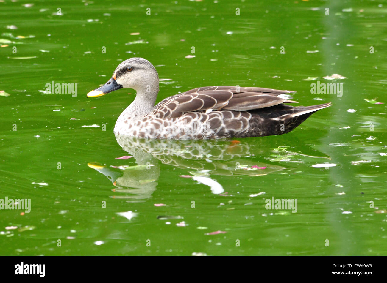 Indian spot billed duck hi-res stock photography and images - Alamy