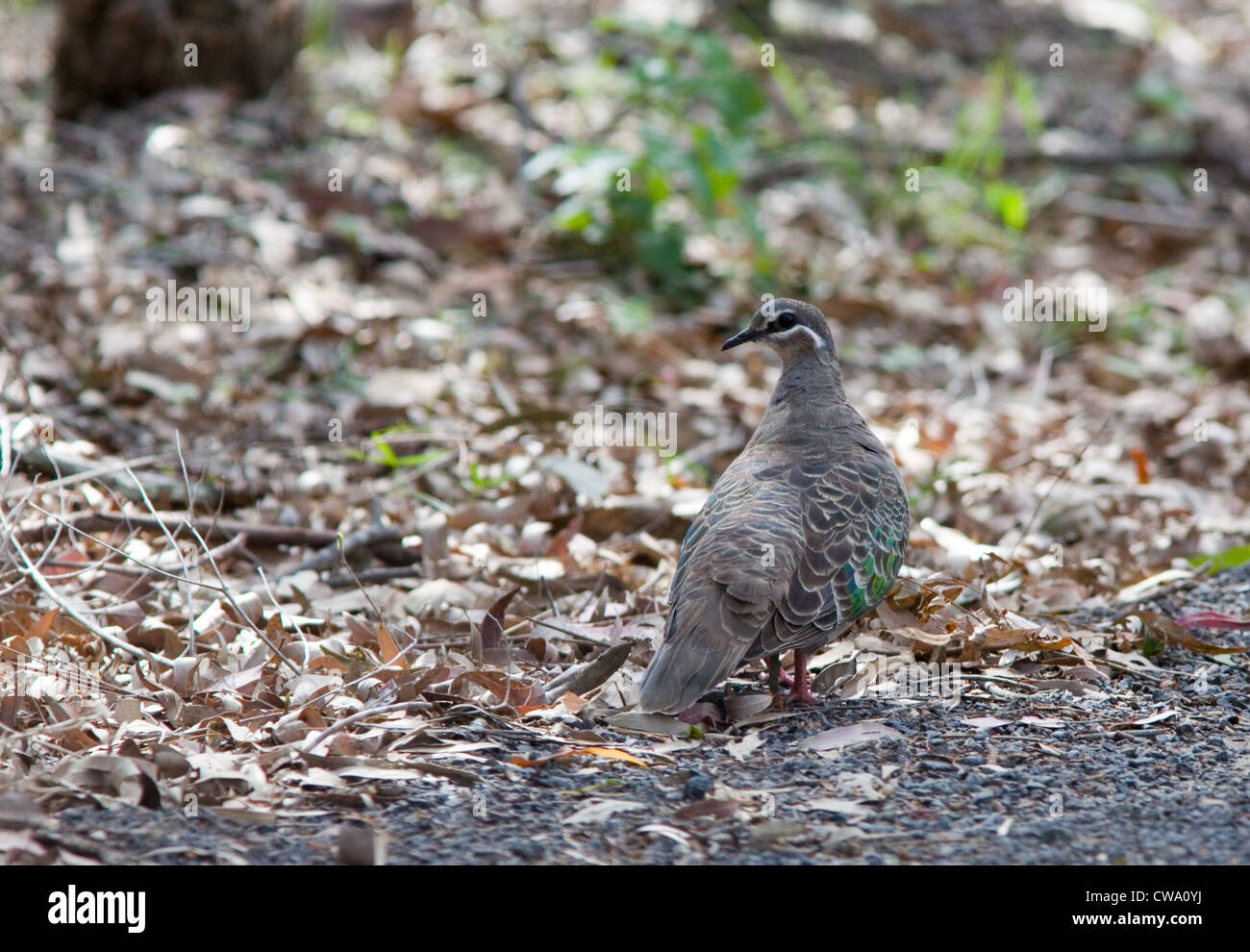 Common Bronzewing Phaps chalcoptera, Australia Stock Photo - Alamy