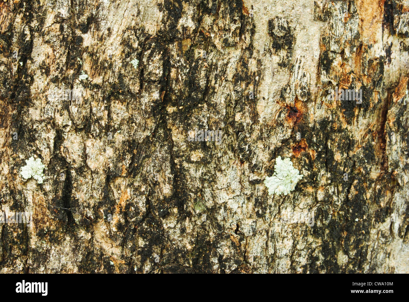 bark of tree texture Stock Photo - Alamy