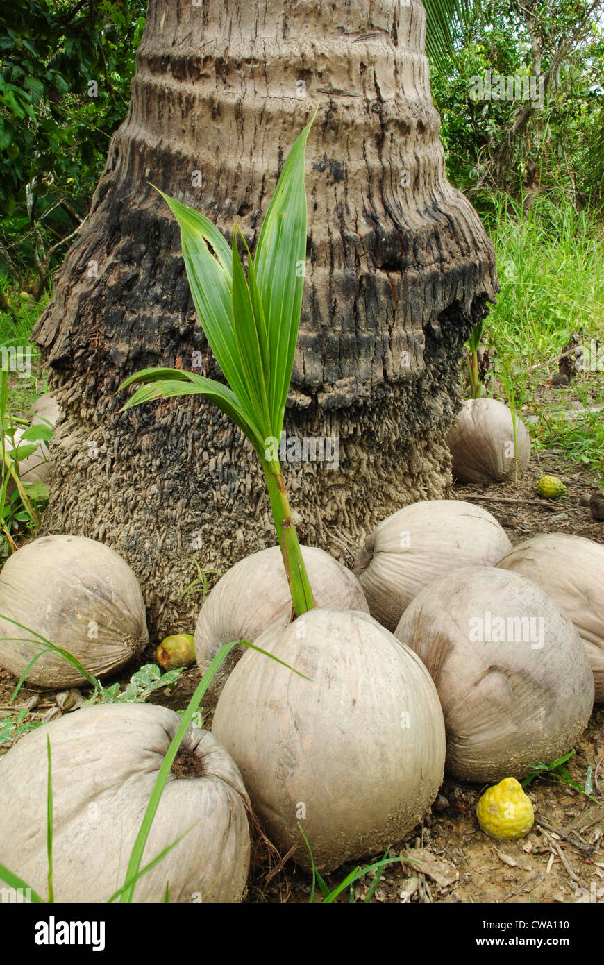 Coconut sprout hi-res stock photography and images - Alamy