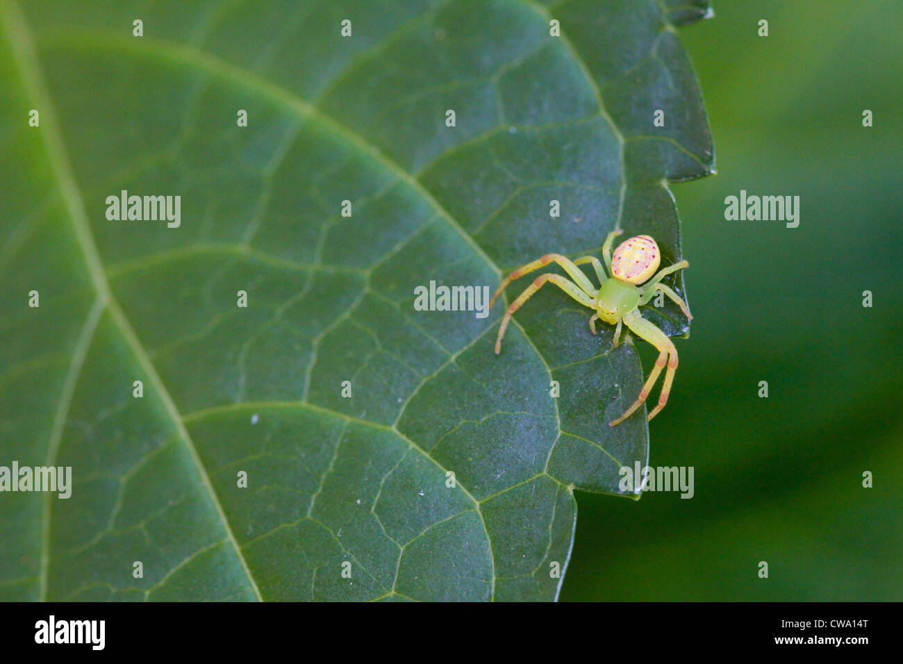 Green Flower Spider, or crab spider, Diaea evanida, Sydney, Australia ...