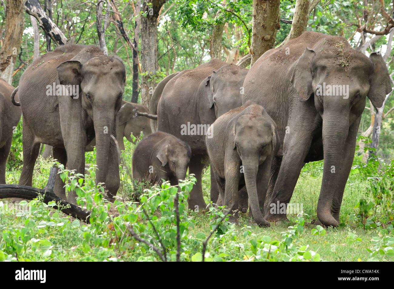 Elephants in indian forest hi-res stock photography and images - Alamy