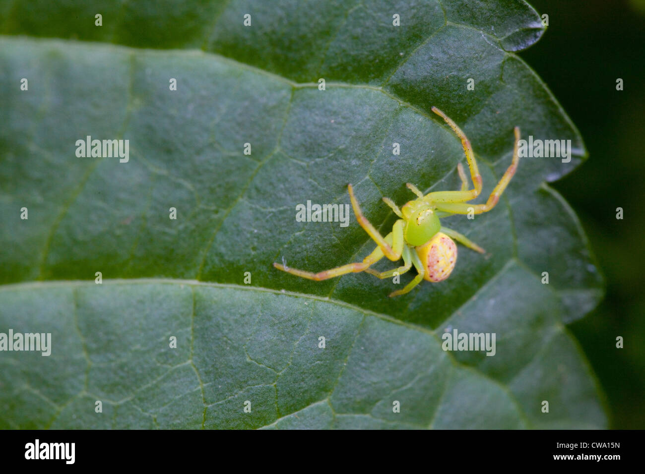 Green Flower Spider, or crab spider, Diaea evanida, Sydney, Australia ...