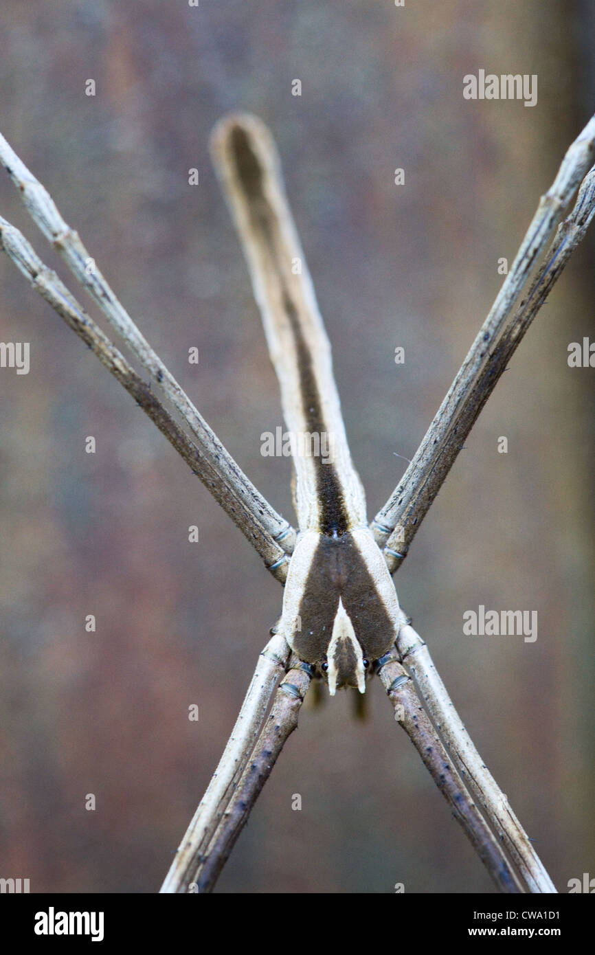 Male Net Casting Spider, Deinopis subrufa, Sydney, Australia Stock ...