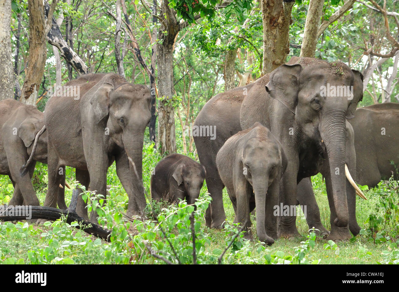 Elephants in indian forest hi-res stock photography and images - Alamy
