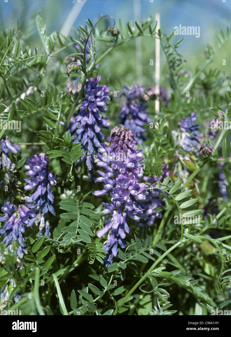 TUFTED VETCH Vicia cracca (Fabaceae Stock Photo - Alamy