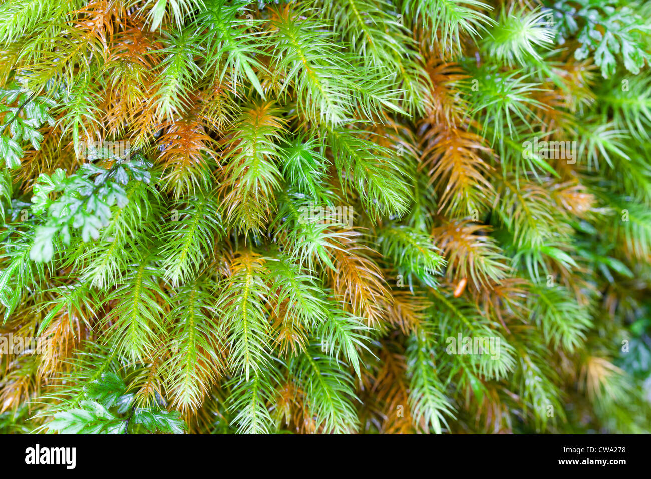 Dharug national park hi-res stock photography and images - Alamy