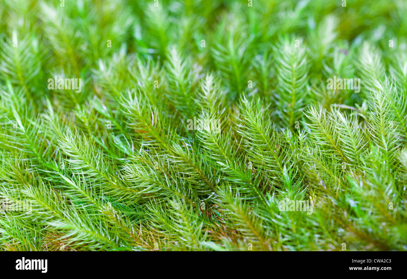 Dharug national park hi-res stock photography and images - Alamy