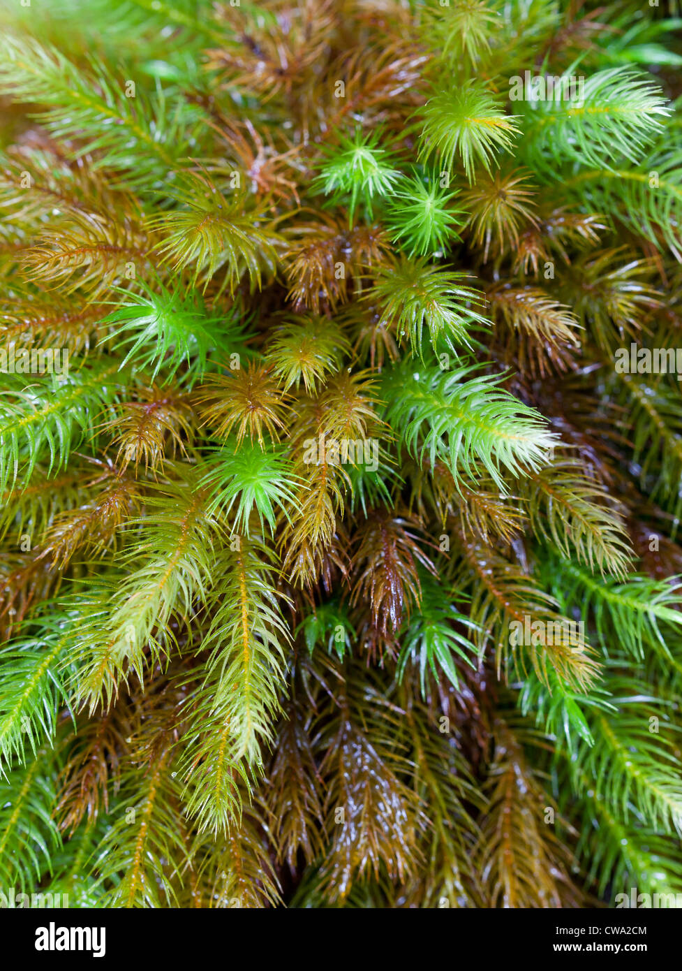 Dharug national park hi-res stock photography and images - Alamy
