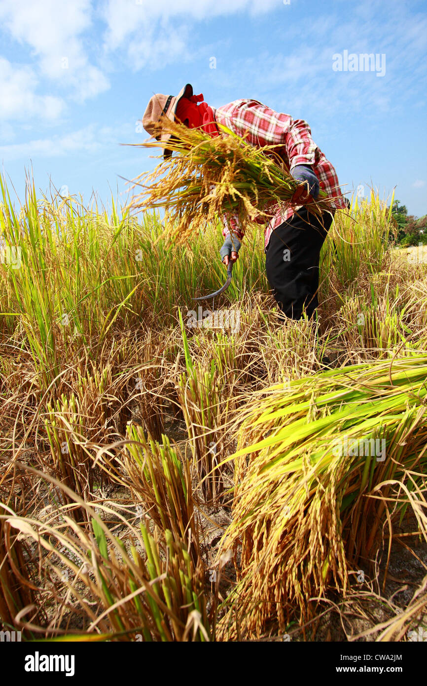 Farmer harvesting rice field by sickle Stock Photo - Alamy