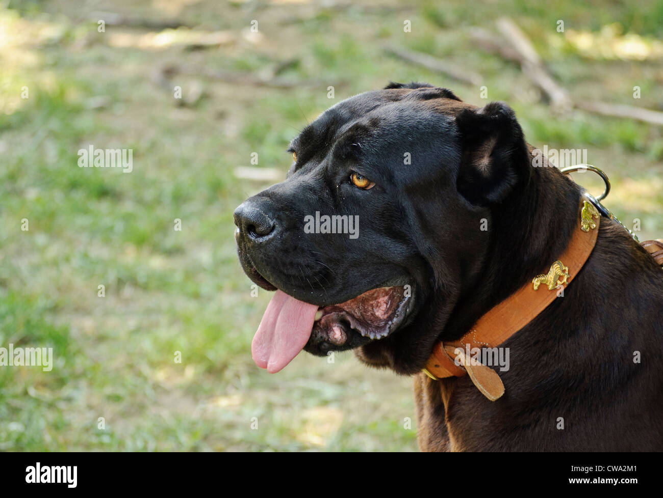 Black mastiff hi-res stock photography and images - Alamy