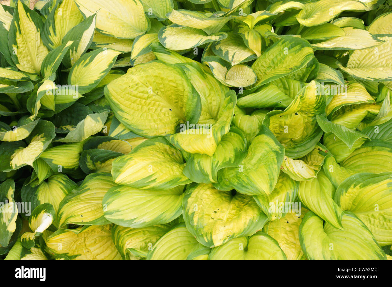 Berry outline hi-res stock photography and images - Alamy