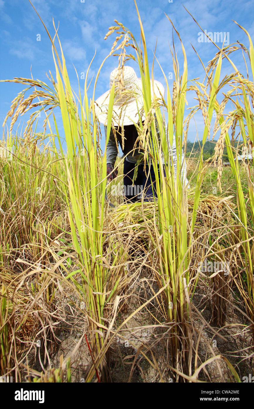 Farmer worker rice hi-res stock photography and images - Alamy