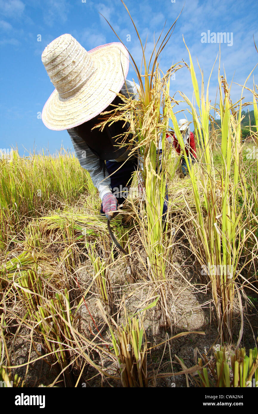 Farmer harvesting rice field by sickle Stock Photo - Alamy