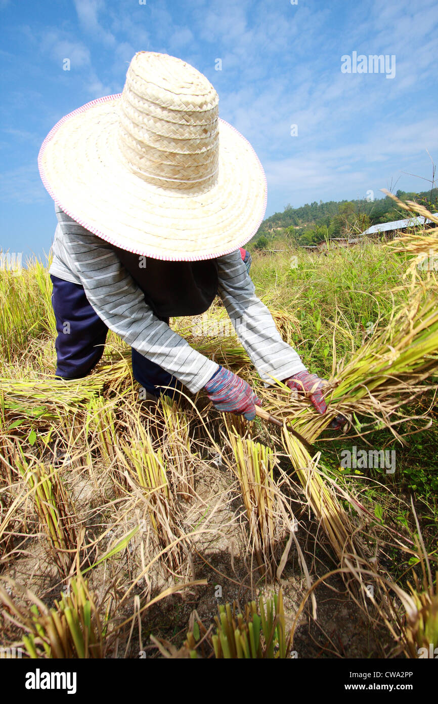 Farmer harvesting rice field by sickle Stock Photo - Alamy