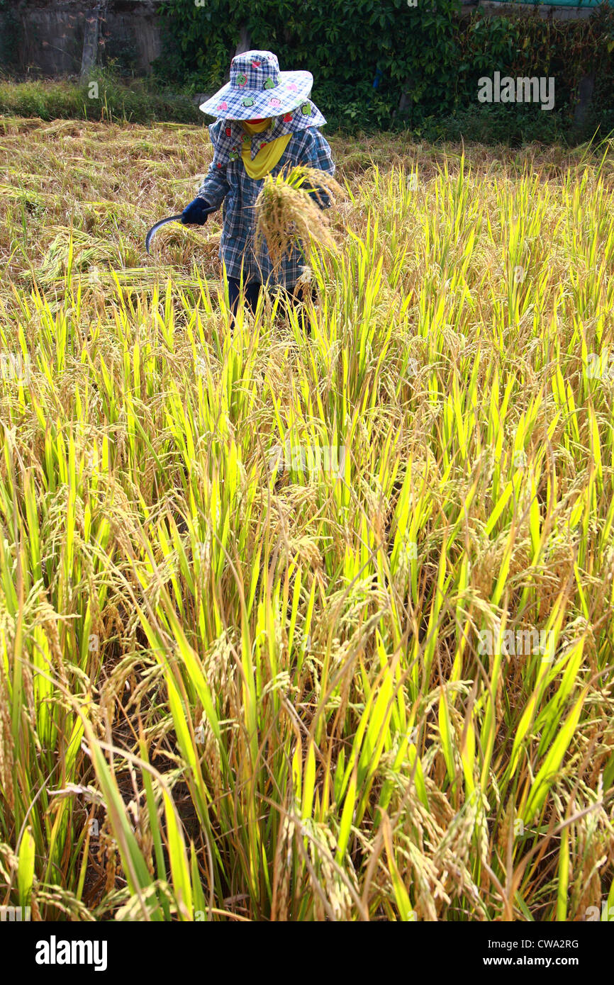 Farmer harvesting rice field by sickle Stock Photo - Alamy