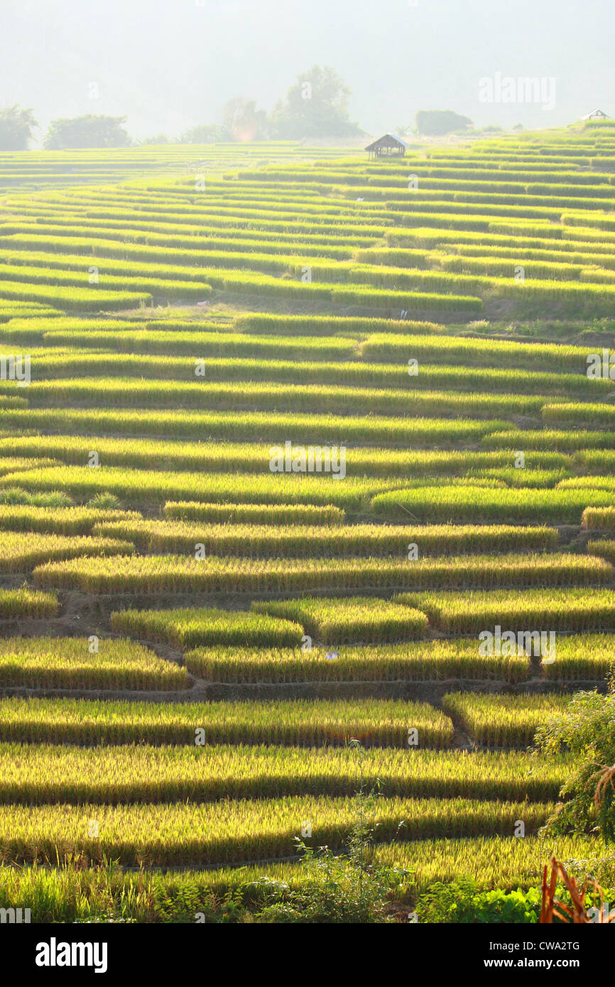 Terraced rice field on Mountain in nature Stock Photo - Alamy