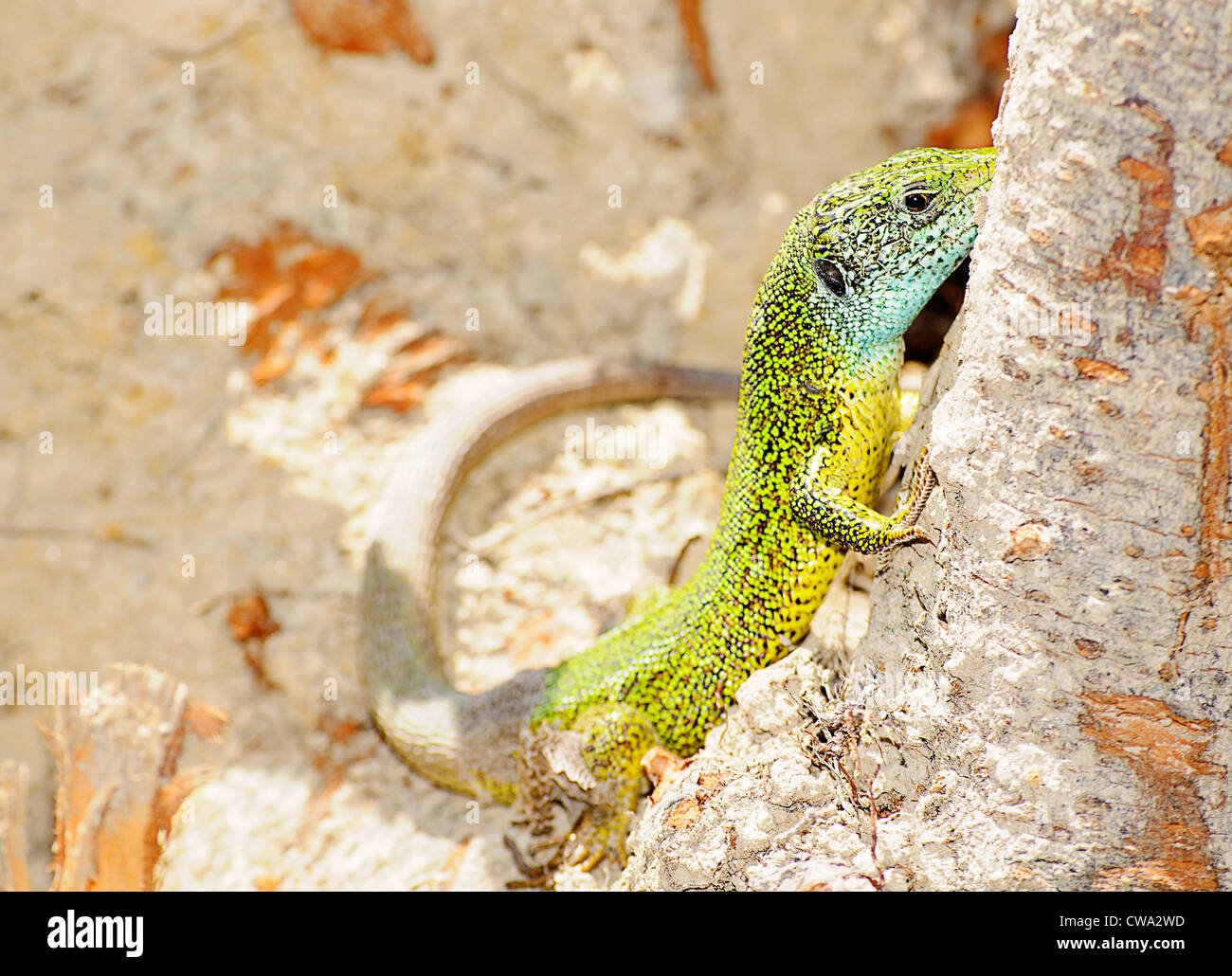 Crawling tree crawler hi-res stock photography and images - Alamy