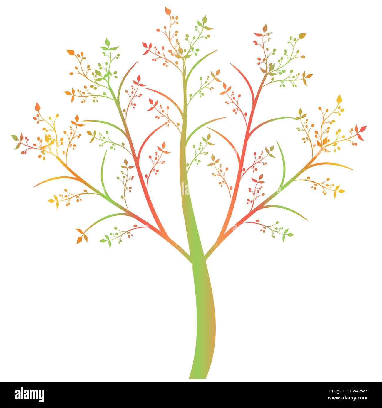 Colorful olive tree isolated on white background Stock Photo - Alamy