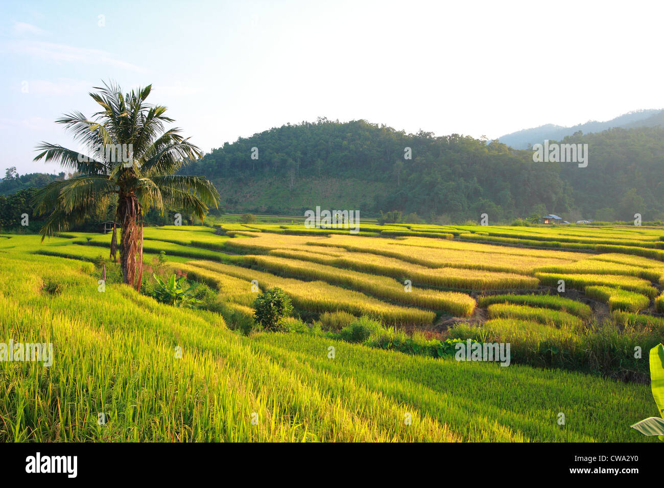 Terraced rice field on Mountain in nature Stock Photo - Alamy