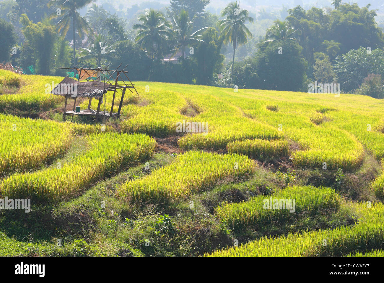 Terraced rice field on Mountain in nature Stock Photo - Alamy