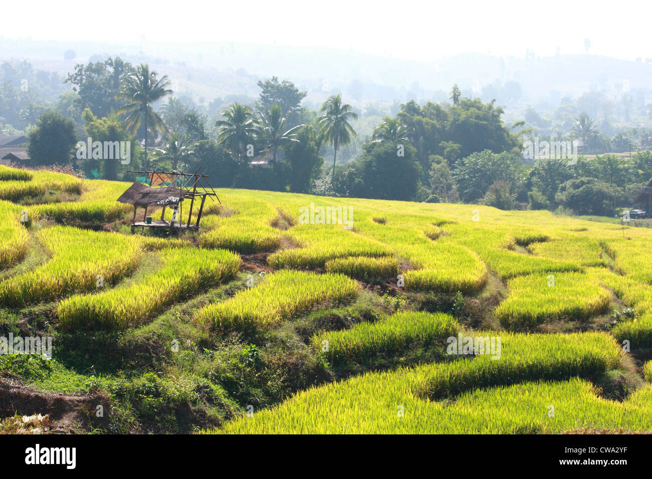 Terraced rice field on Mountain in nature Stock Photo - Alamy
