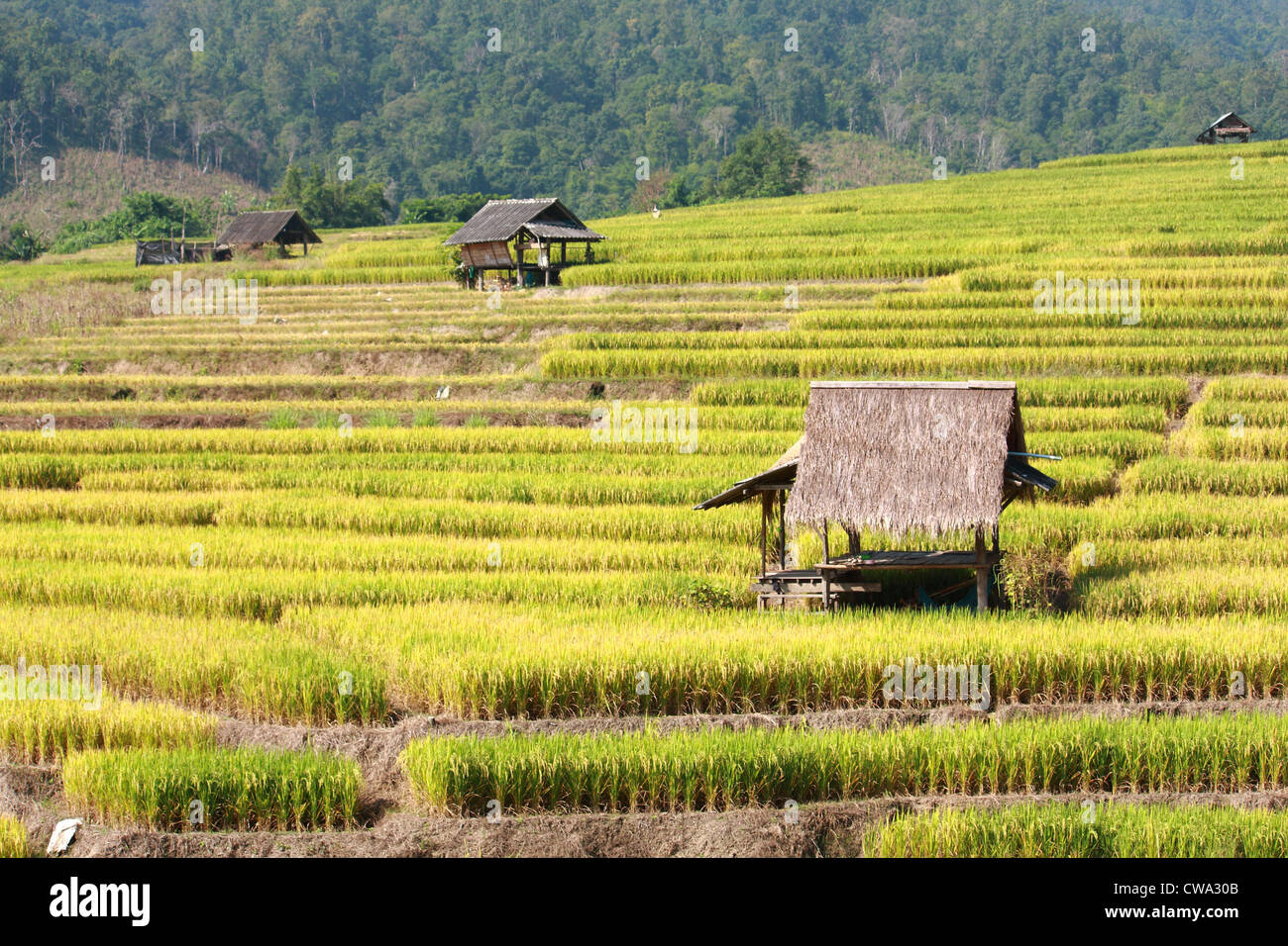 Terraced rice field on Mountain in nature Stock Photo - Alamy