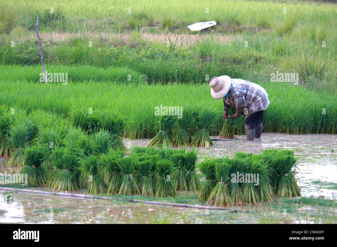 Asian rice farmer hi-res stock photography and images - Alamy