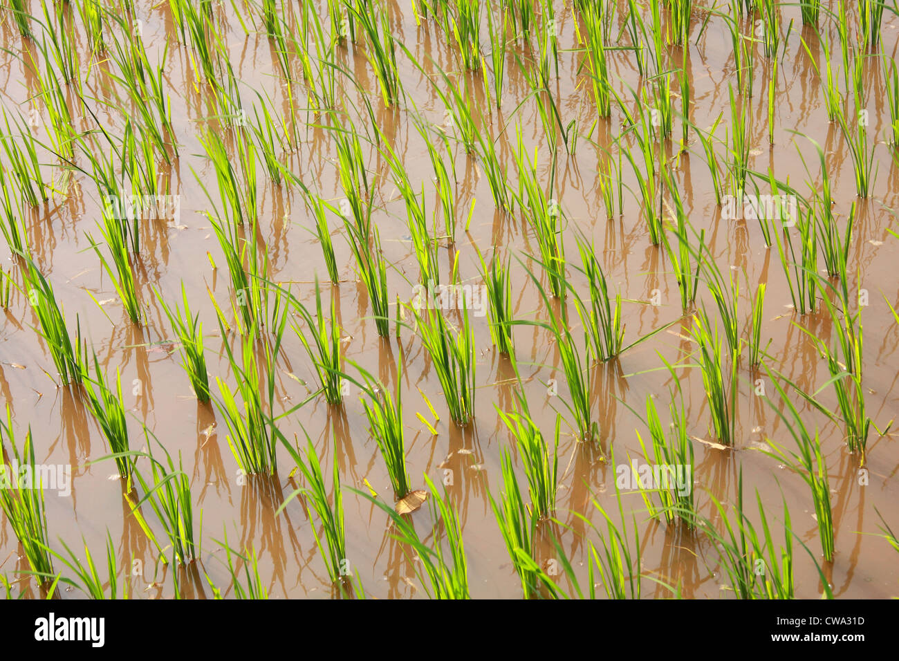 Transplanted rice hi-res stock photography and images - Alamy