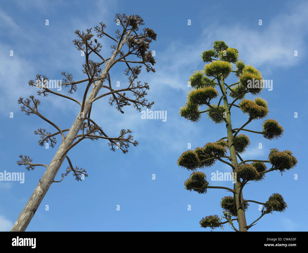 Trees in the Algarve region of Portugal Stock Photo - Alamy
