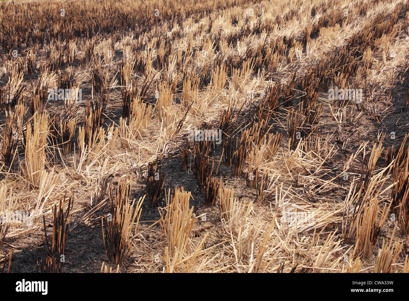 Rice field after harvesting hi-res stock photography and images - Alamy
