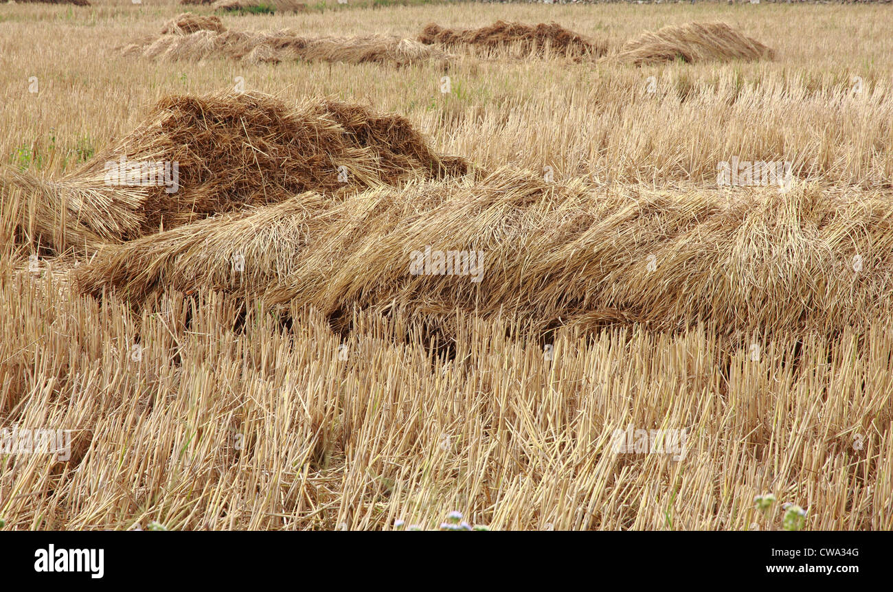 Rice field straw hi-res stock photography and images - Alamy