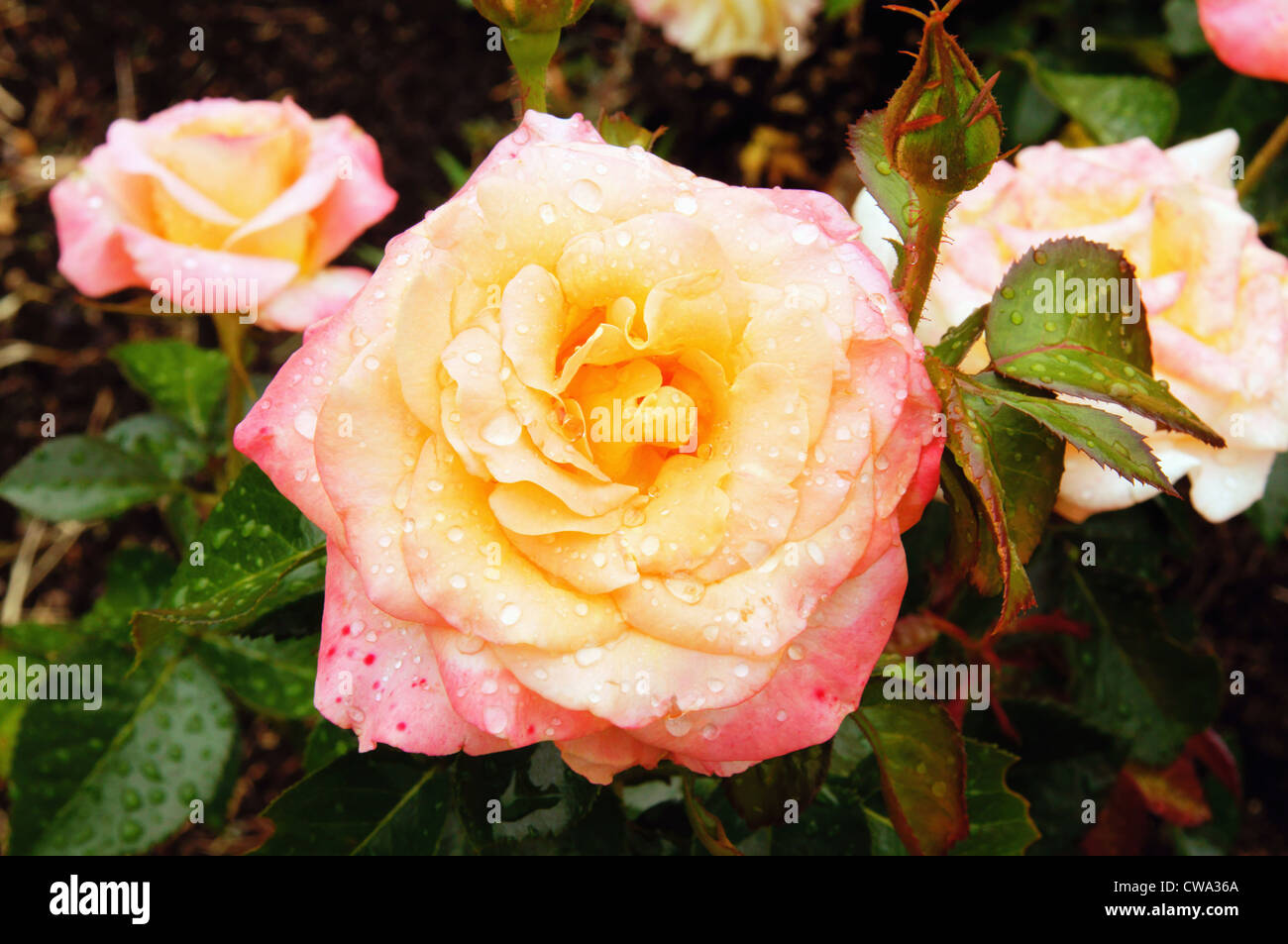 Sublime perfume hi-res stock photography and images - Alamy