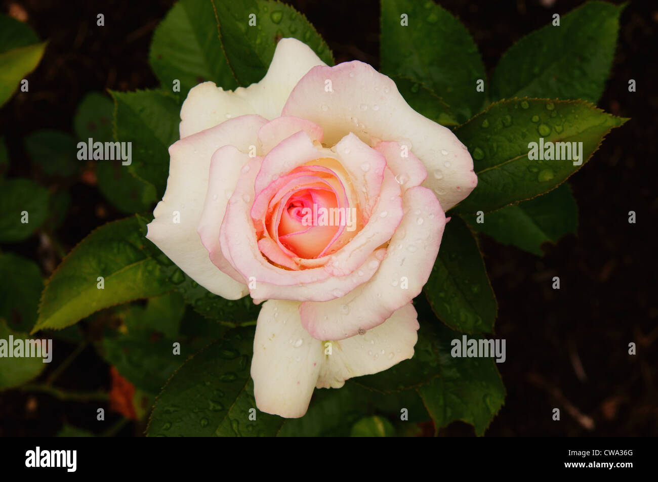 Magnificent remnant hi-res stock photography and images - Alamy