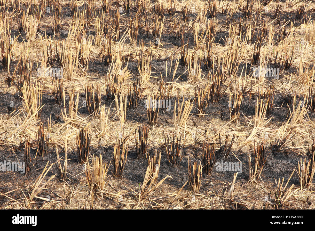 Rice Field After Harvesting High Resolution Stock Photography and ...