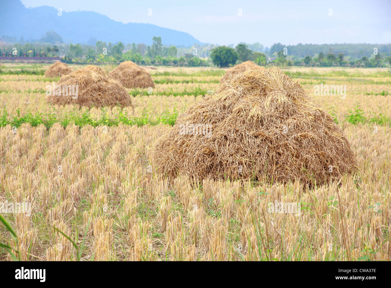 Straw Heap High Resolution Stock Photography and Images - Alamy